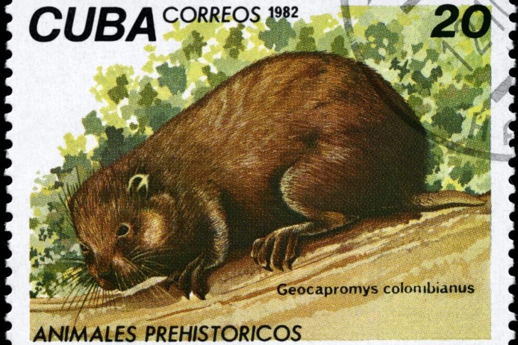 What Is Cuba's National Animal (5 Animals That Only Exist In Cuba ...